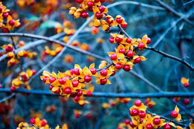 Bittersweet Vine - Minneopa Orchards