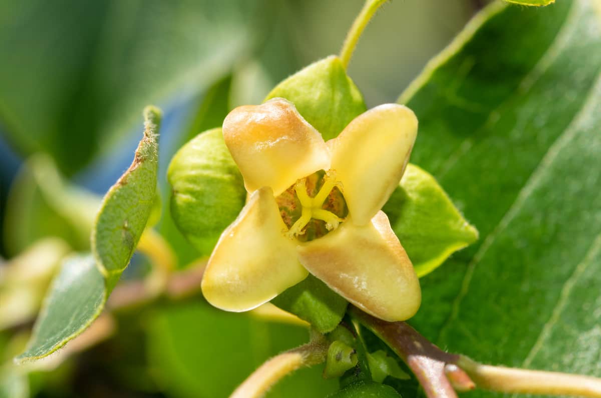 Persimmon Tree Flowers: Beauty, Pollination, and Fruit - Minneopa Orchards