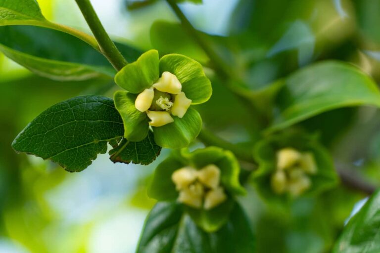 Persimmon Tree Flowers: Beauty, Pollination, and Fruit - Minneopa Orchards