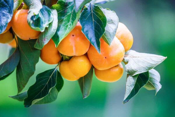 Persimmon Tree Care for Optimal Growth and Delicious Fruit Yield ...