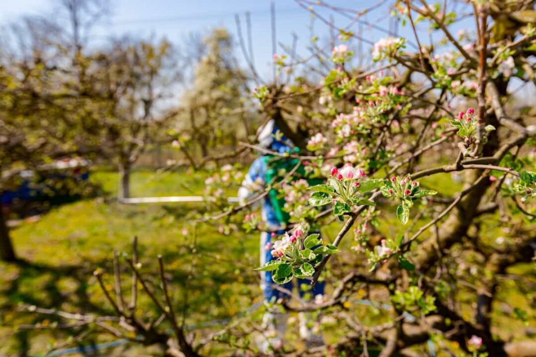 The Enemy in Your Orchard: A Guide to Dealing With Aphids on Apple ...