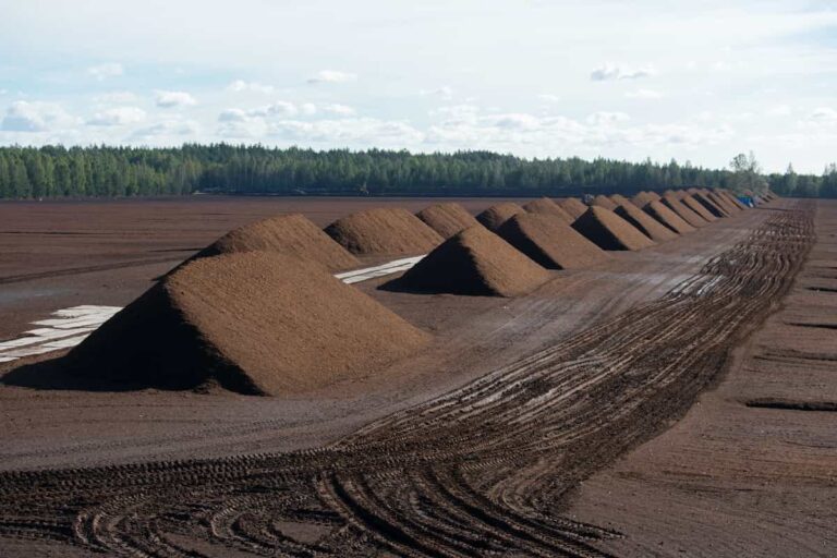 The Environmental Impacts of Peat Moss and 5 Better Options for Your ...