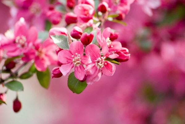 The Robinson Crabapple Tree - Minneopa Orchards