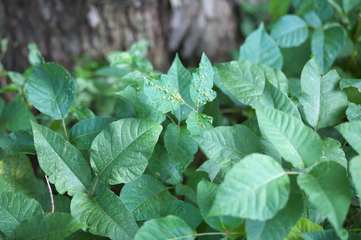 Poison Ivy - Minneopa Orchards