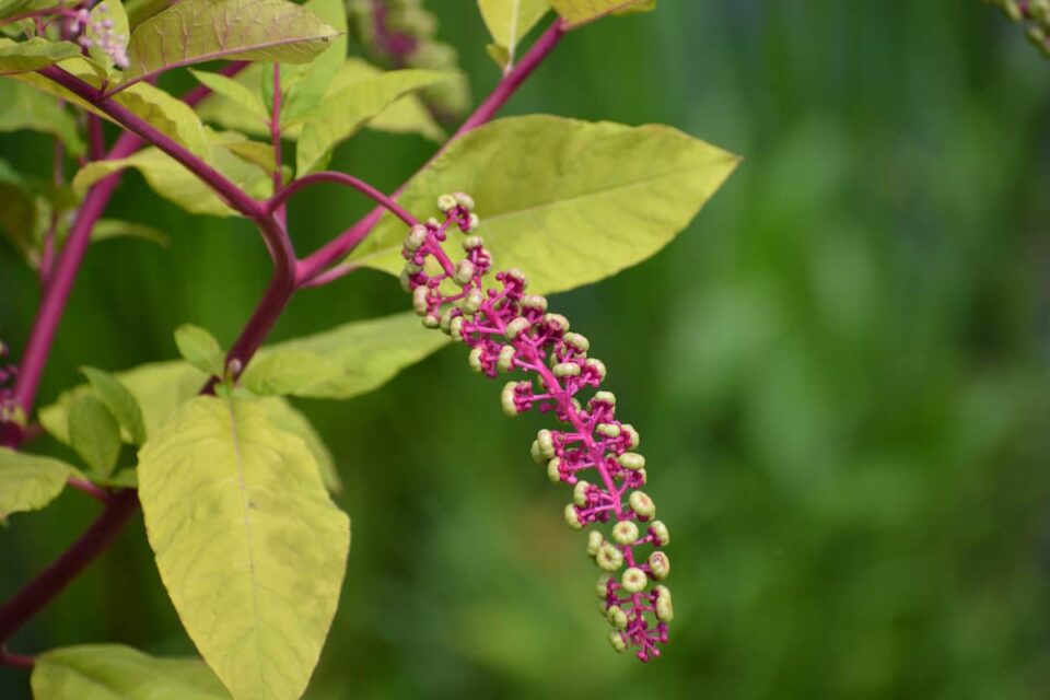 Pokeweed - Minneopa Orchards