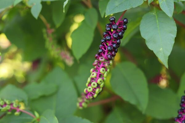 Pokeweed - Minneopa Orchards
