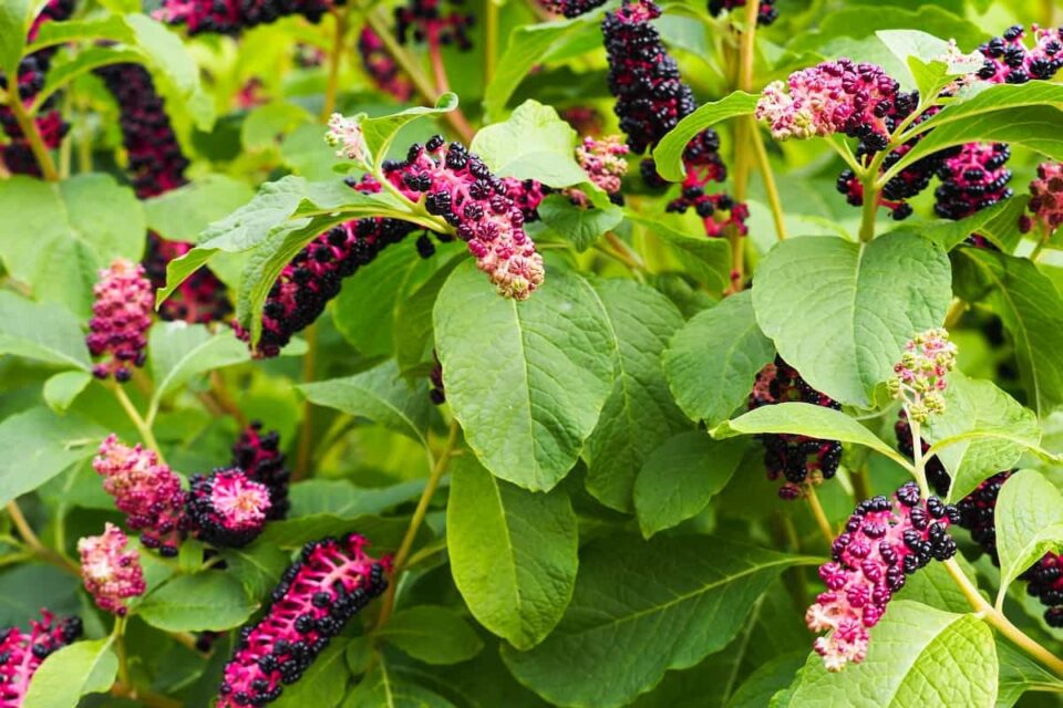 Pokeweed - Minneopa Orchards