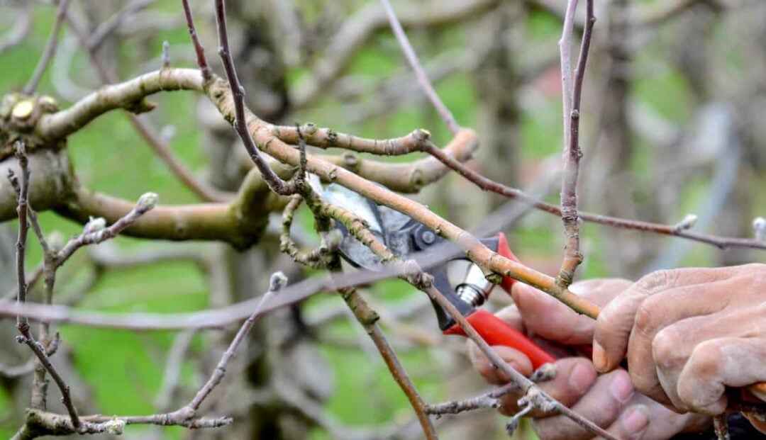 Reviving Your Orchard: A Guide to Pruning Old Apple Trees - Minneopa ...