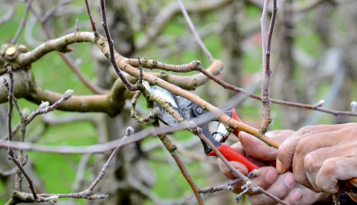 Reviving Your Orchard: A Guide to Pruning Old Apple Trees - Minneopa ...