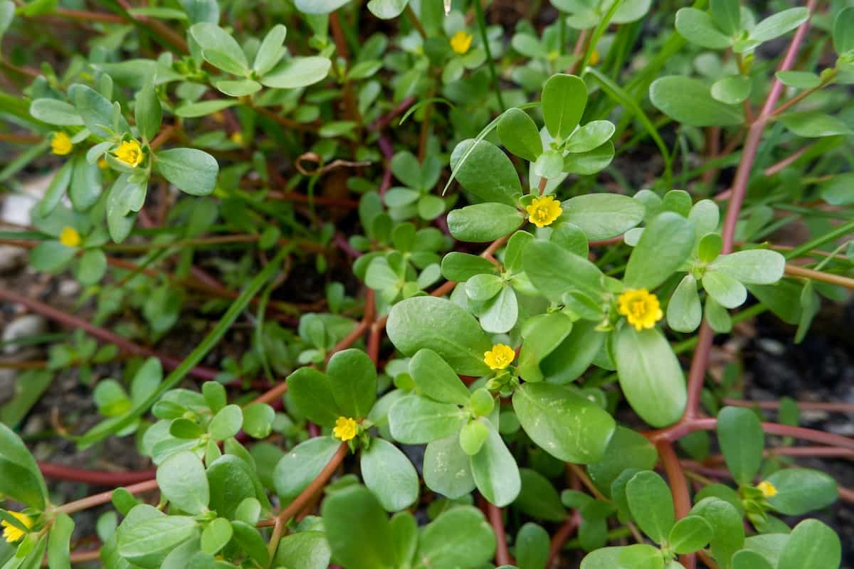 Purslane - Minneopa Orchards