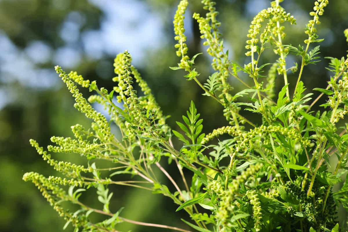 Ragweed - Minneopa Orchards