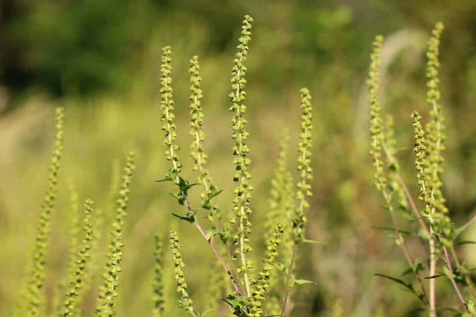 Ragweed - Minneopa Orchards