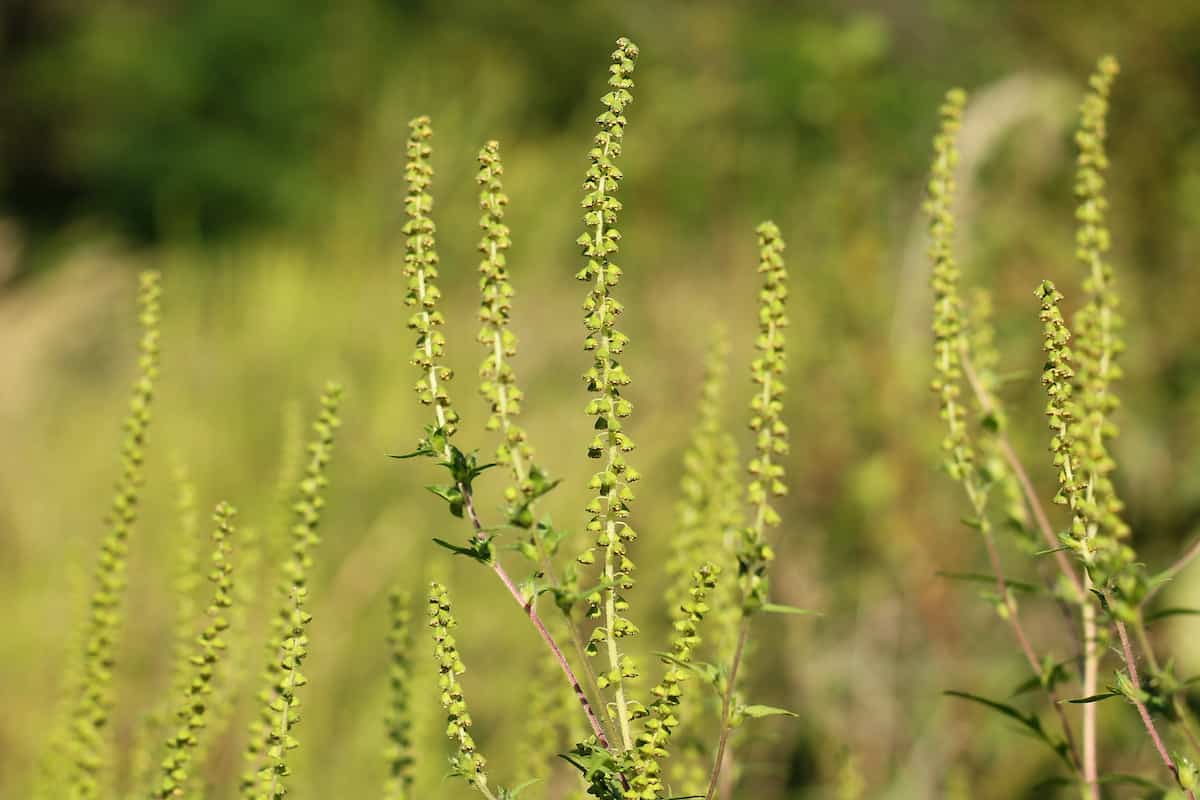 Ragweed - Minneopa Orchards