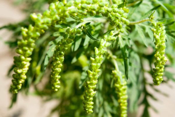 Ragweed - Minneopa Orchards