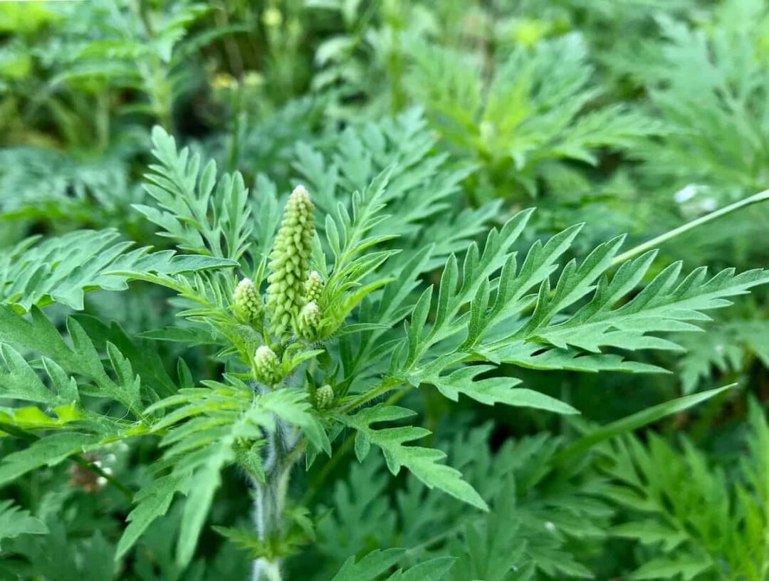 Ragweed - Minneopa Orchards