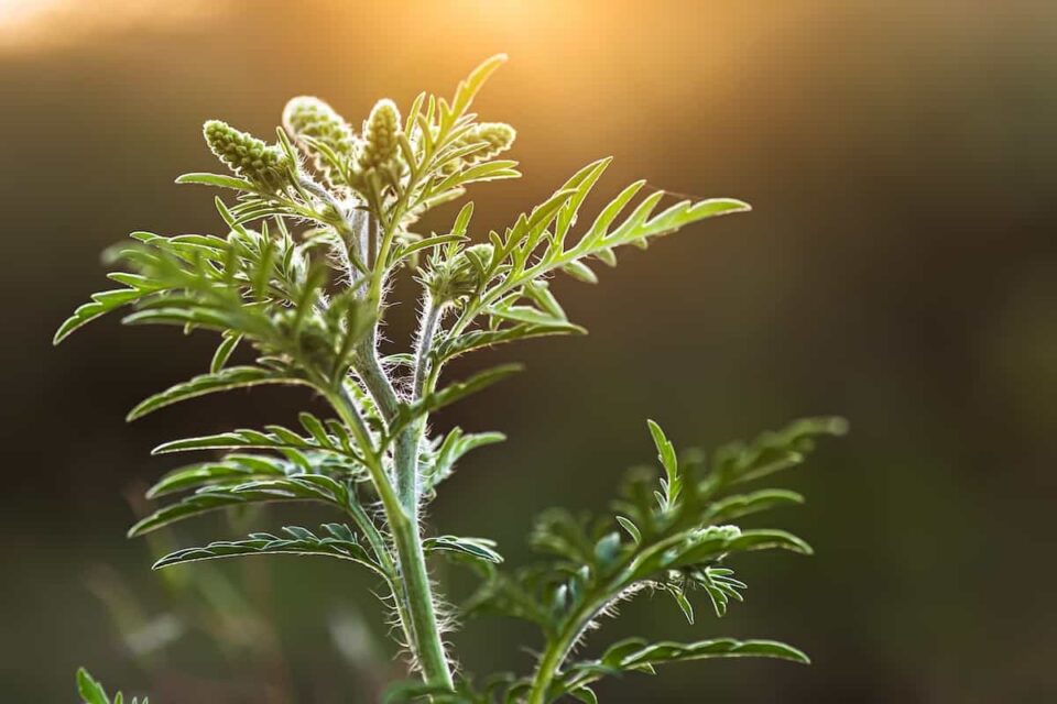 Ragweed - Minneopa Orchards