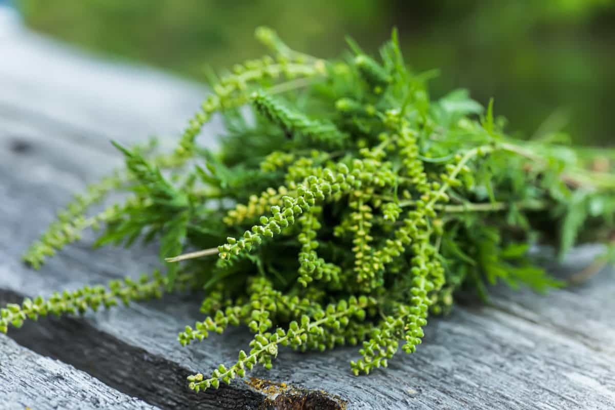 Ragweed - Minneopa Orchards