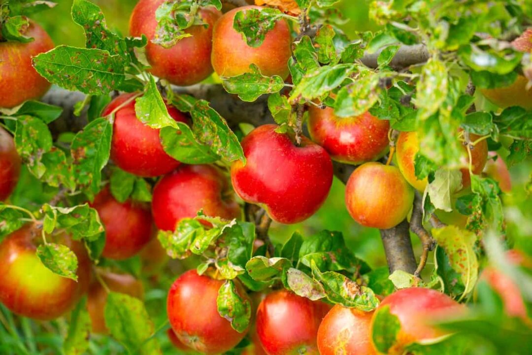 Whitney Crab Apples - Minneopa Orchards