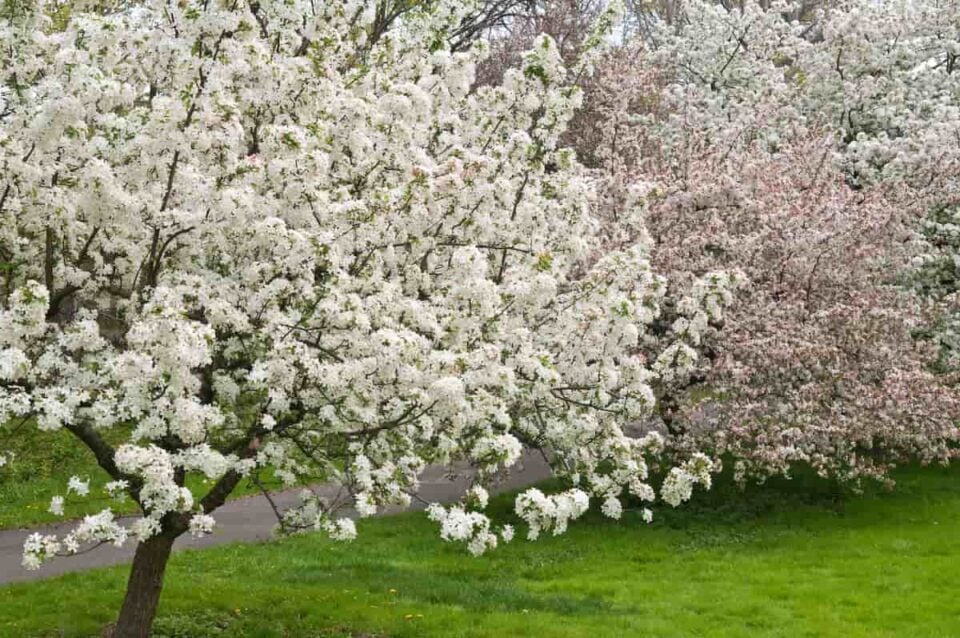 The Indian Magic Crabapple Tree - Minneopa Orchards