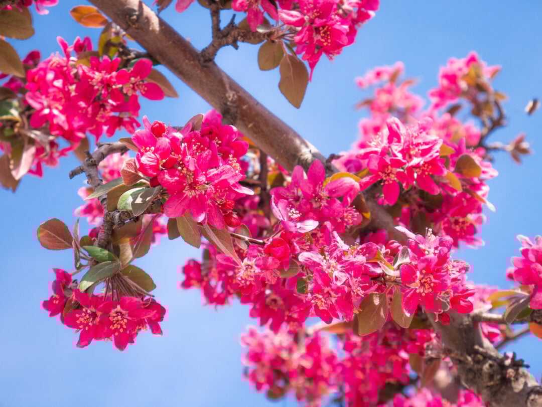 45 Crabapple Tree Varieties For You To Consider - Minneopa Orchards