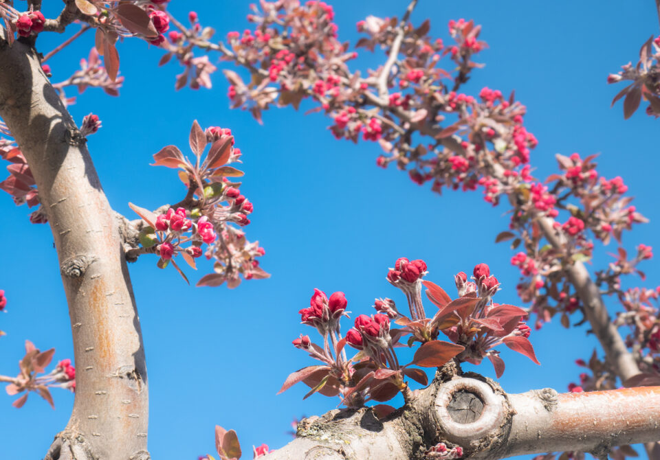 The Stunning Royal Raindrops Crabapple Tree - Minneopa Orchards