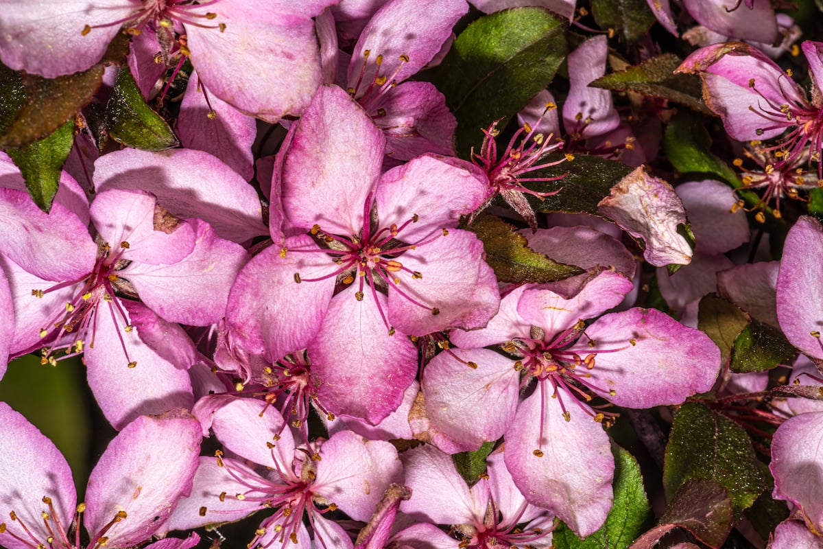 The Stunning Royal Raindrops Crabapple Tree - Minneopa Orchards