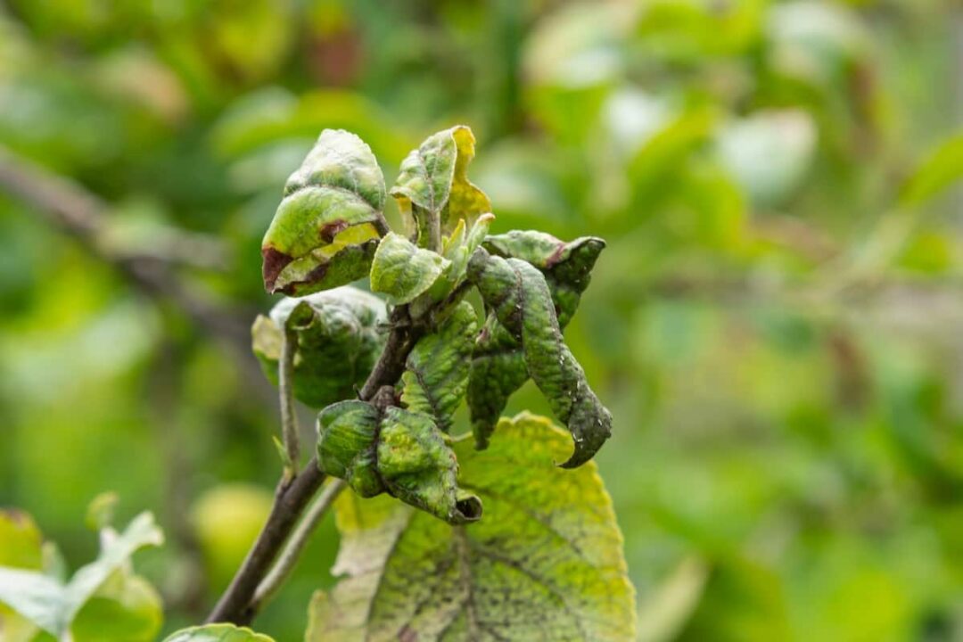 The Enemy in Your Orchard: A Guide to Dealing With Aphids on Apple ...