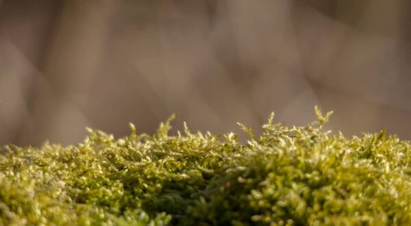 The Environmental Impacts of Peat Moss and 5 Better Options for Your ...