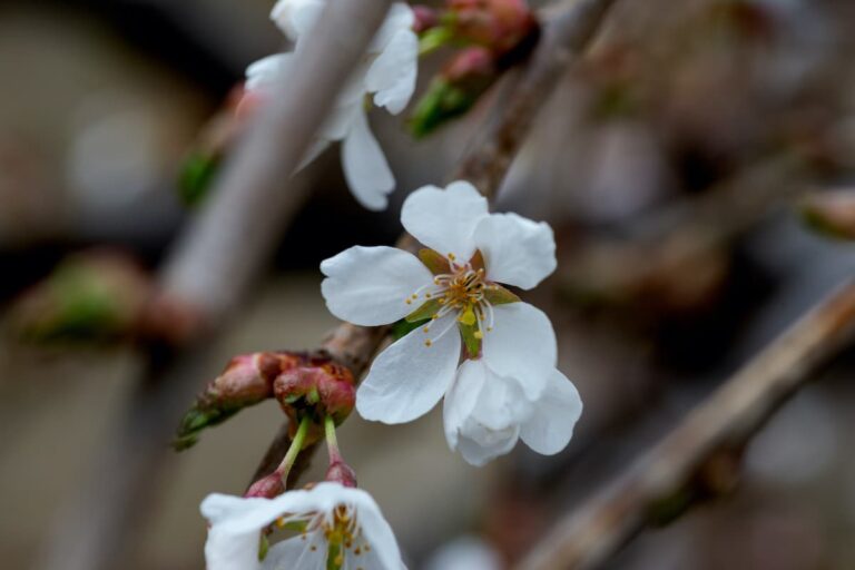 The Spring Snow Crabapple Tree - Minneopa Orchards