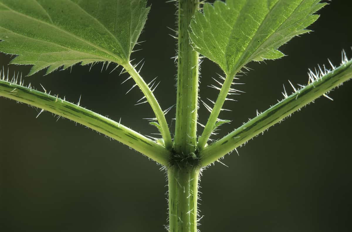 Stinging Nettle - Minneopa Orchards