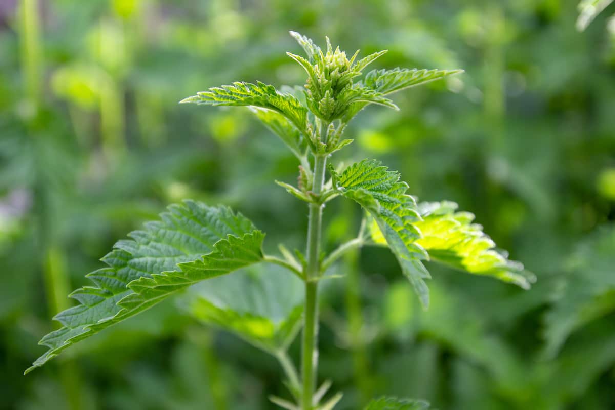 Stinging Nettle - Minneopa Orchards