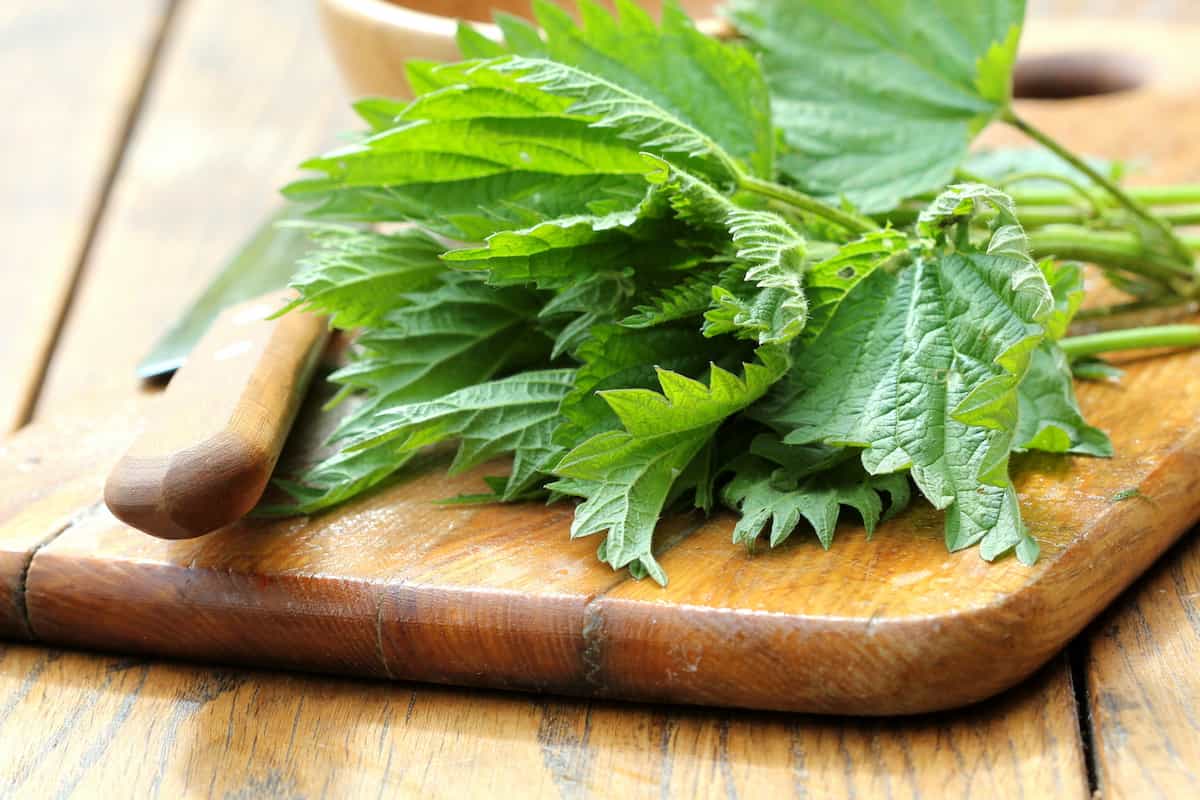 Stinging Nettle - Minneopa Orchards