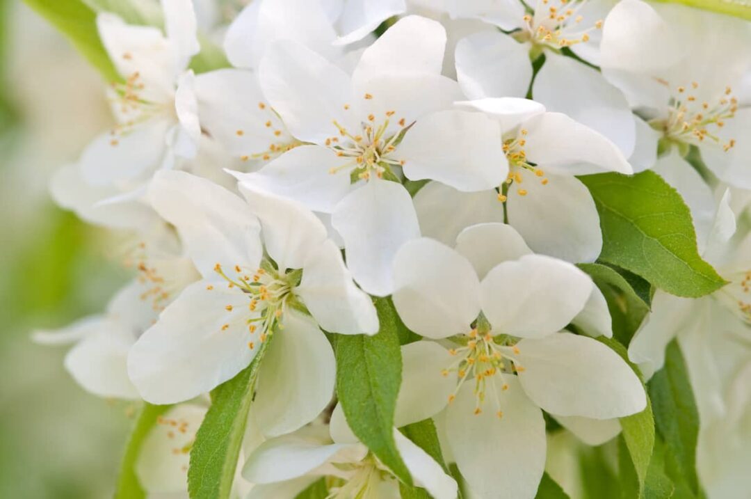 The Sugar Tyme Crabapple Tree - Minneopa Orchards