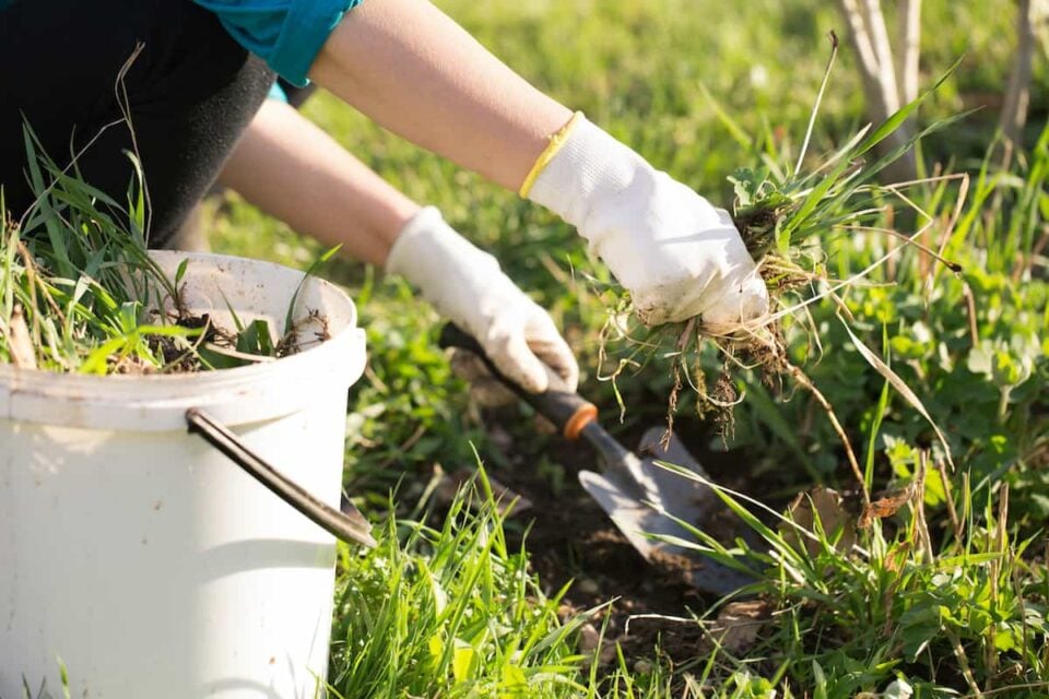 How to Identify and Get Rid of Lawn Weeds - Minneopa Orchards