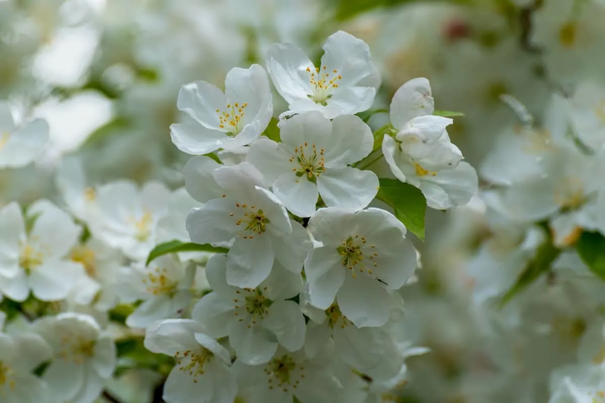 Crabapple Varieties - Minneopa Orchards
