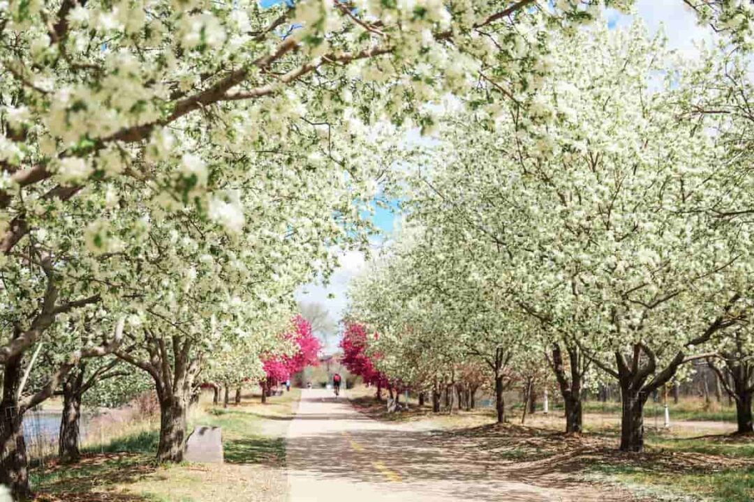 The Snowdrift Crabapple Tree - Minneopa Orchards