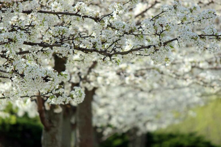 The Spring Snow Crabapple Tree - Minneopa Orchards