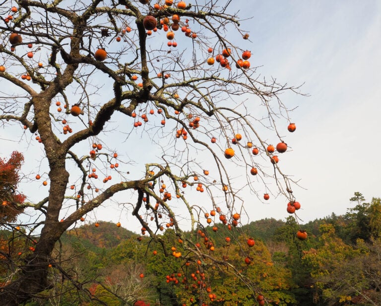 Persimmon Tree Identification Guide - Minneopa Orchards