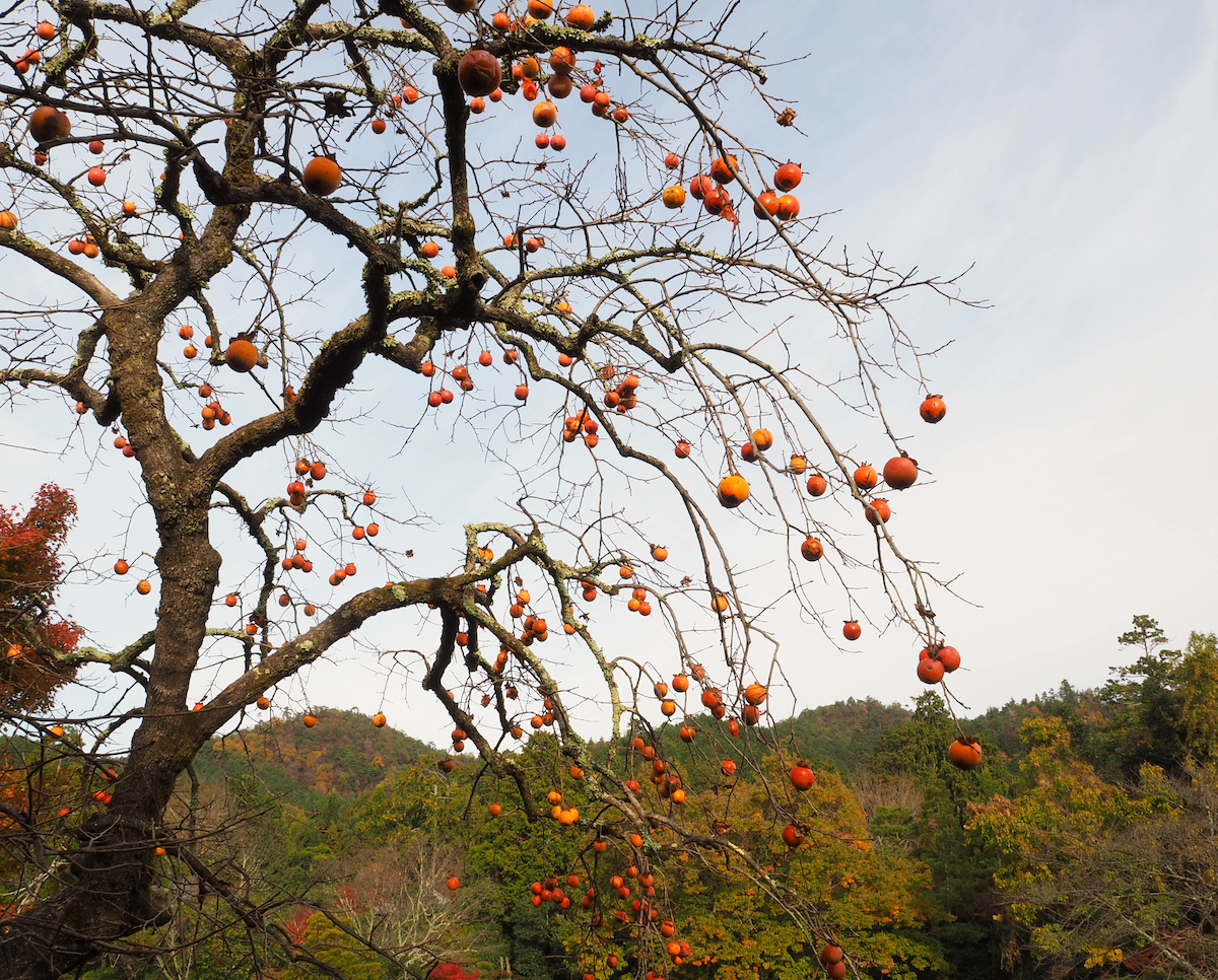 Persimmon Tree Identification Guide - Minneopa Orchards