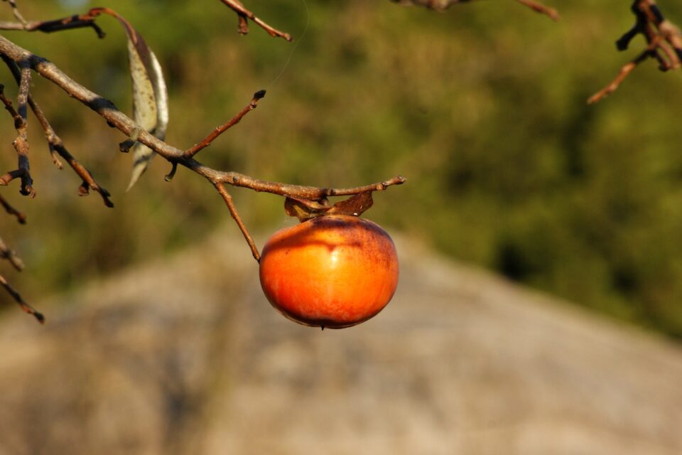 The Asian Persimmon Tree - Minneopa Orchards