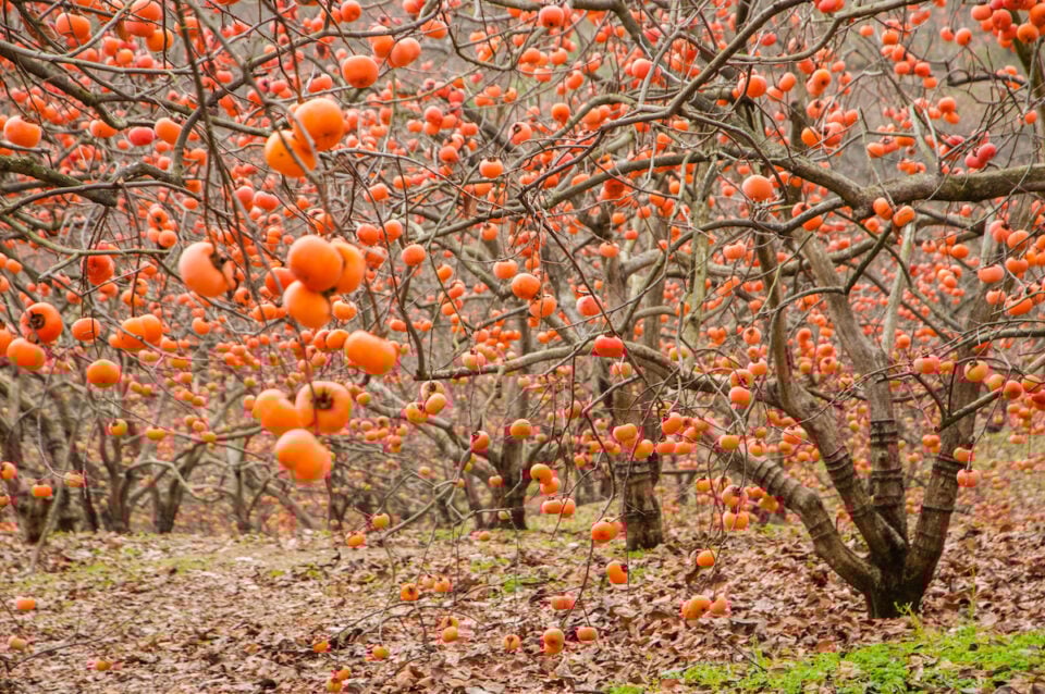Persimmon Tree - Minneopa Orchards