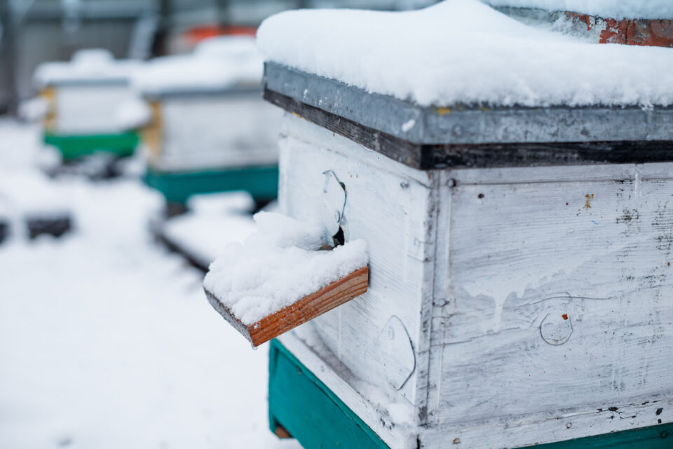 The Complete Guide To Honey Bee Hive Winter Insulation - Minneopa Orchards