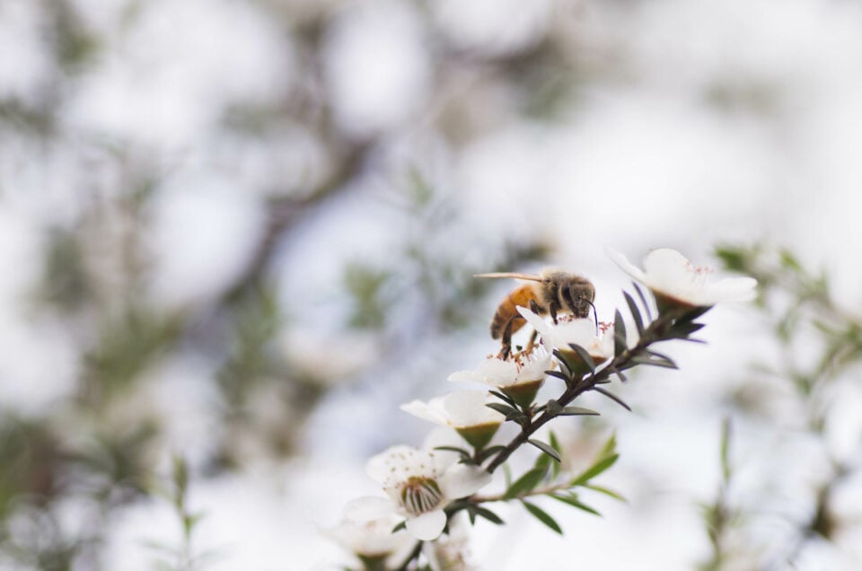 The Complete Guide To Honey Bee Hive Winter Insulation - Minneopa Orchards