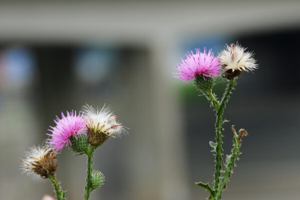 Canada Thistle - Minneopa Orchards