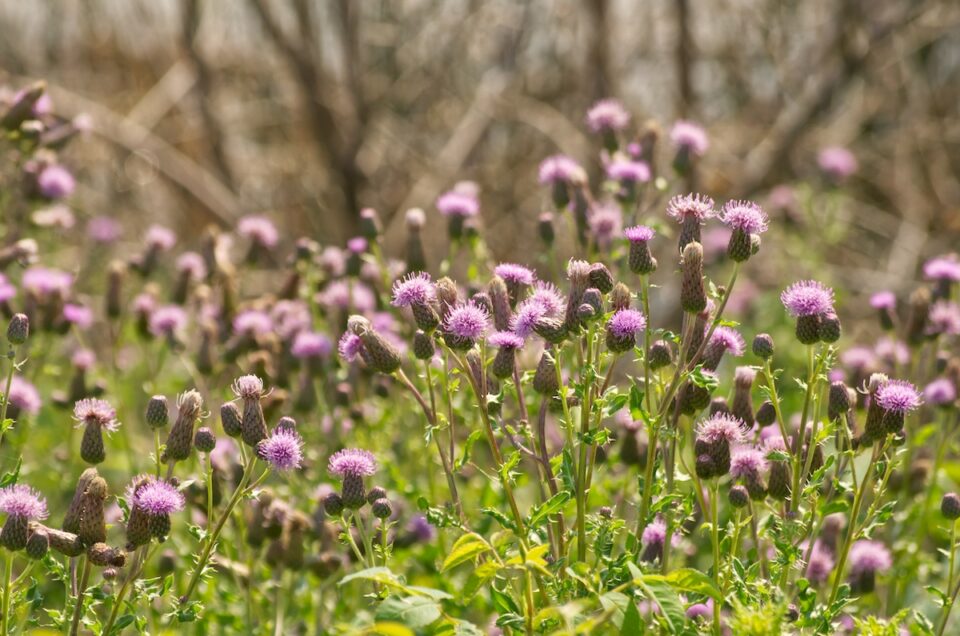 Canada Thistle - Minneopa Orchards