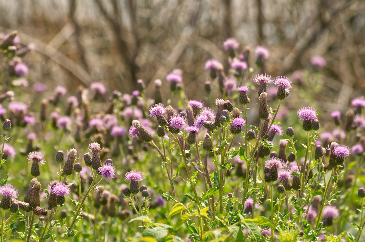 Canada Thistle - Minneopa Orchards