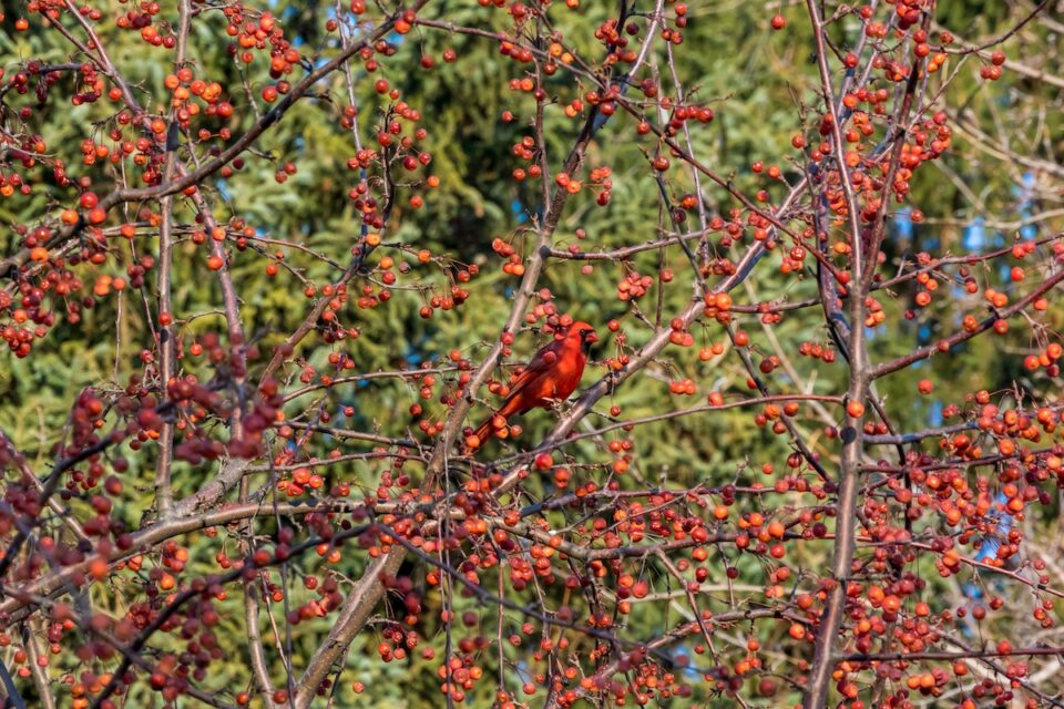 The Cardinal Crabapple Tree - Minneopa Orchards