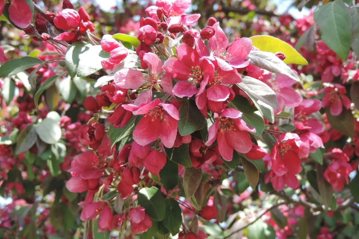 Crabapple Varieties - Minneopa Orchards