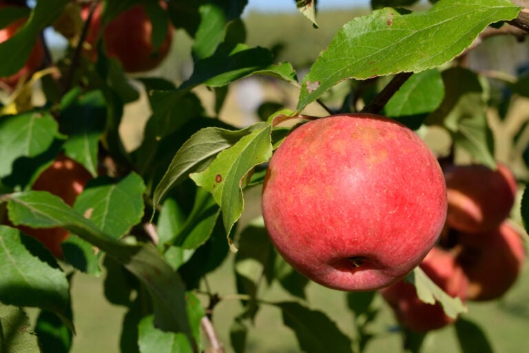 The Chestnut Crabapple Tree - Minneopa Orchards