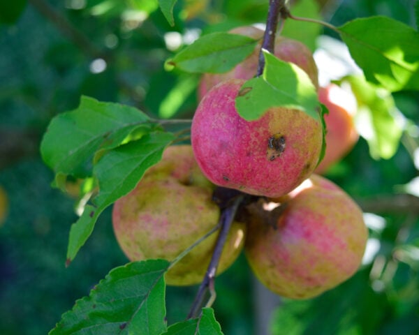 The Chestnut Crabapple Tree - Minneopa Orchards